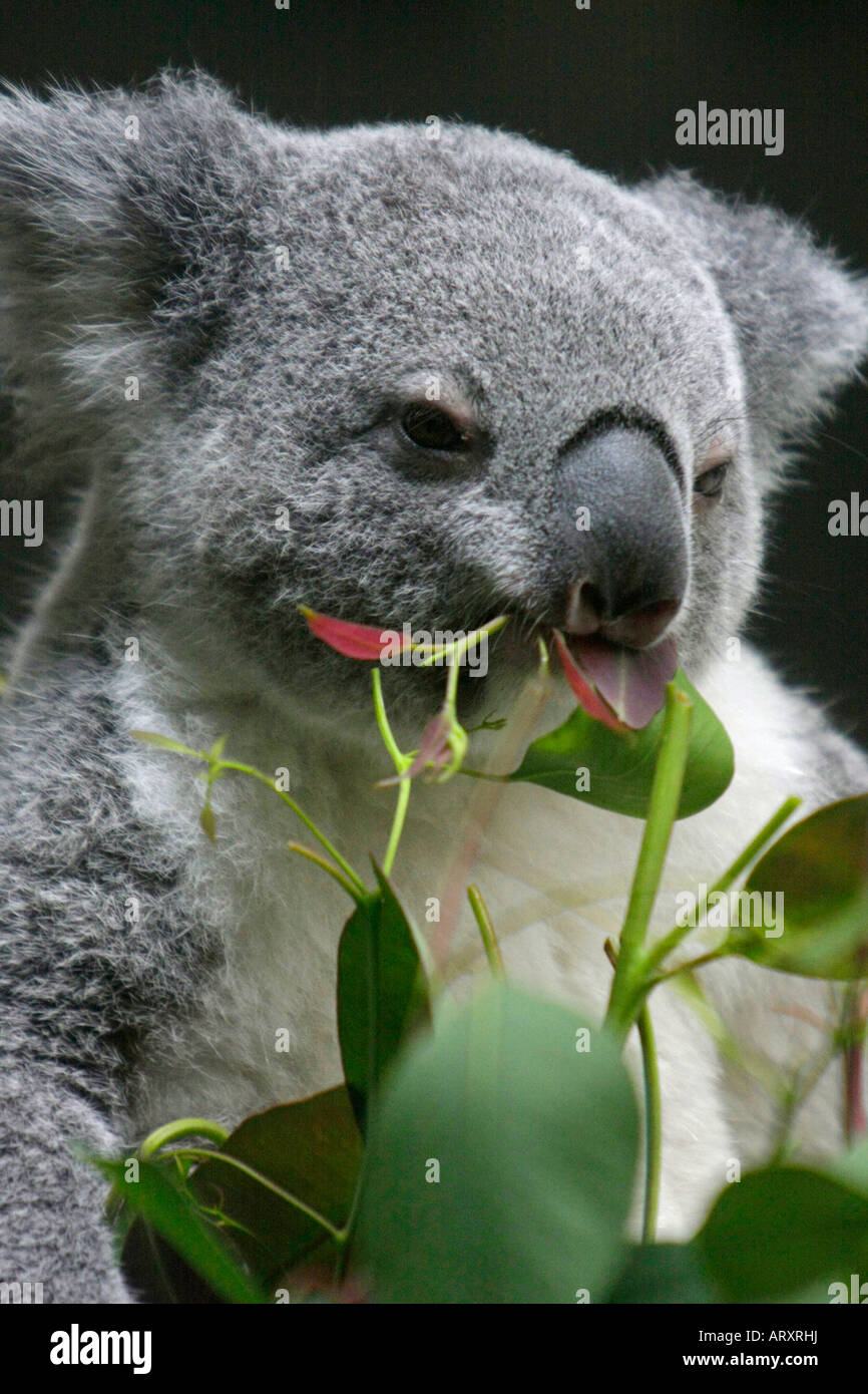 A Koala at Tama Zoo Tokyo Japan Stock Photo - Alamy