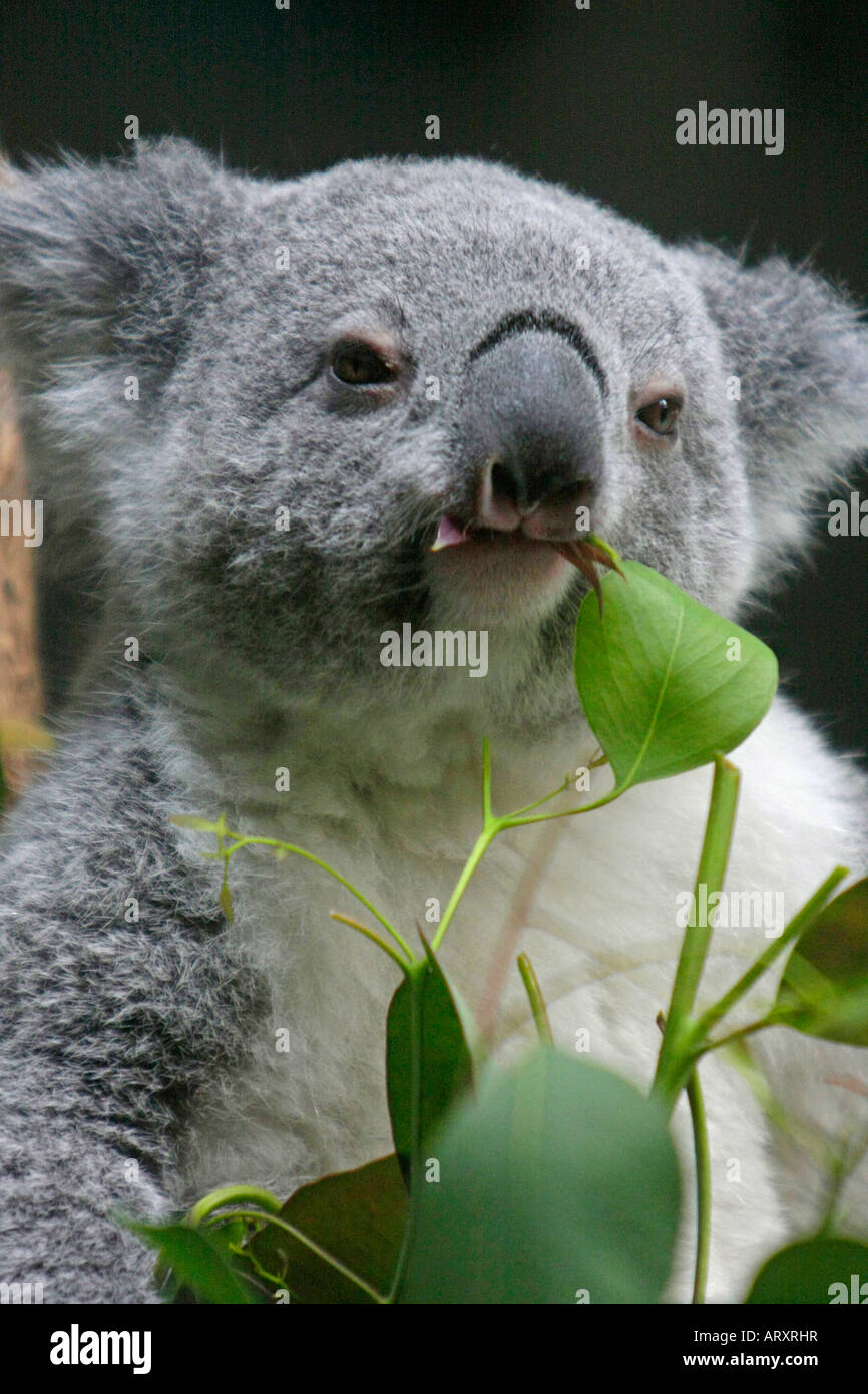 A Koala at Tama Zoo Tokyo Japan Stock Photo - Alamy