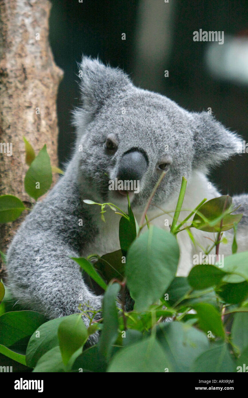 A Koala at Tama Zoo Tokyo Japan Stock Photo - Alamy