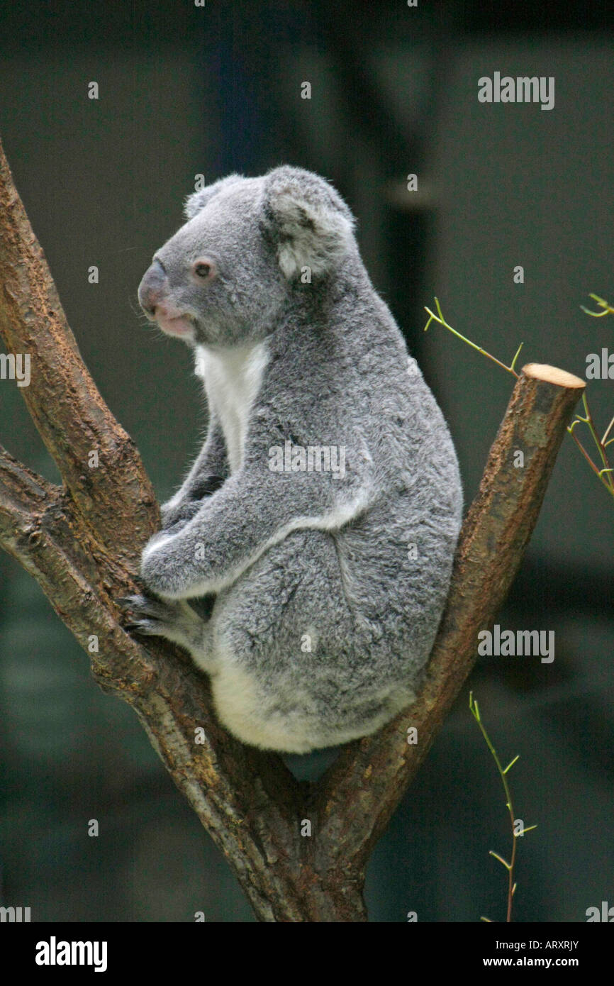 A Koala at Tama Zoo Tokyo Japan Stock Photo - Alamy
