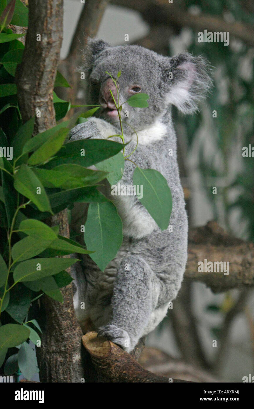 A Koala at Tama Zoo Tokyo Japan Stock Photo - Alamy