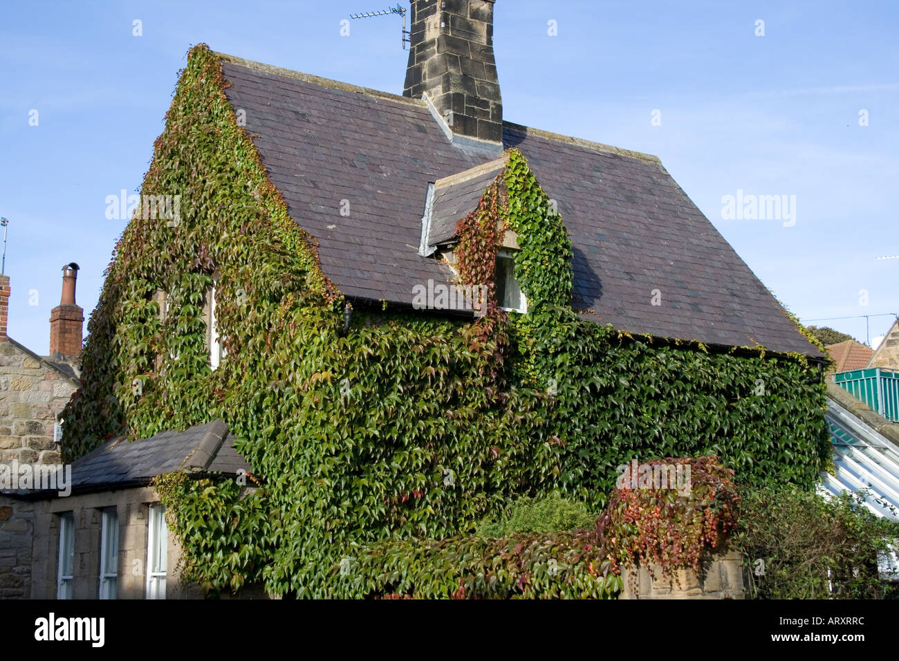 Virginia creeper covers a house entirely in Alnmouth Stock Photo - Alamy
