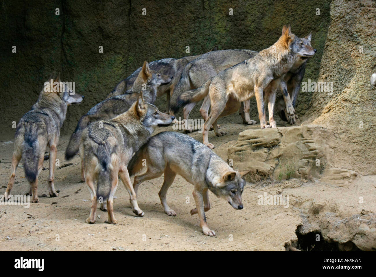 European Wolf at the Tama Zoological Park Tokyo Japan Stock Photo - Alamy