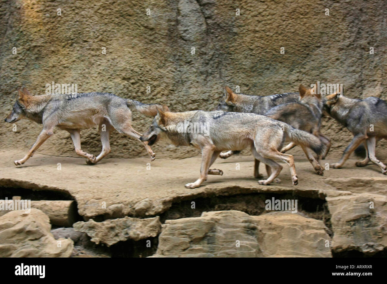 European Wolf at the Tama Zoological Park Tokyo Japan Stock Photo - Alamy