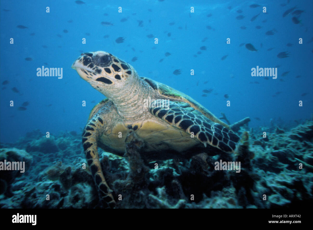 Green sea turtle in South China Sea near Tioman Island Malaysia 2005 ...
