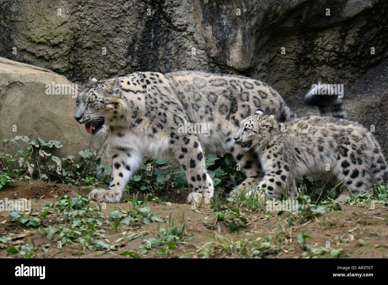 A mother and a child Snow Leopards in the Zoo Stock Photo - Alamy