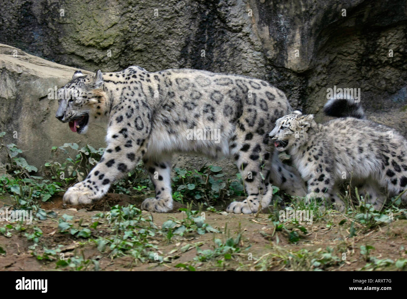 A mother and a child Snow Leopards in the Zoo Stock Photo - Alamy