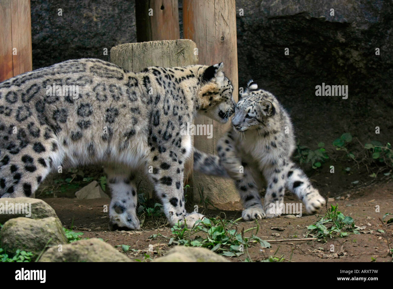 A mother and a child Snow Leopards in the Zoo Stock Photo - Alamy