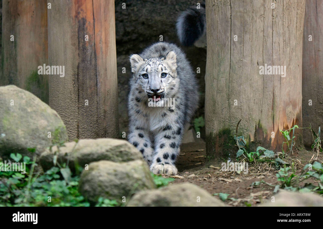 A Snow Leopard in the Zoo Stock Photo - Alamy