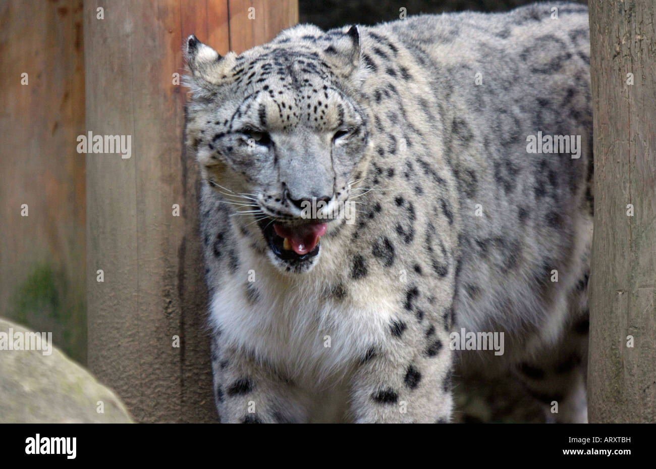 A Snow Leopard in the Zoo Stock Photo - Alamy