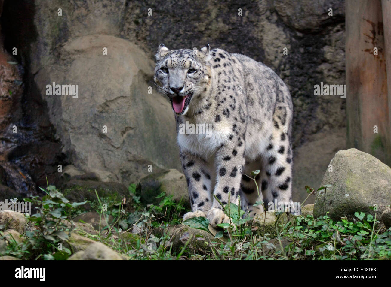 A Snow Leopard in the Zoo Stock Photo - Alamy
