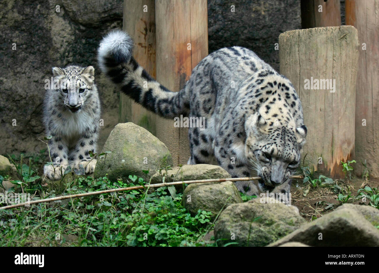 Leopard Cat Japan High Resolution Stock Photography and Images - Alamy
