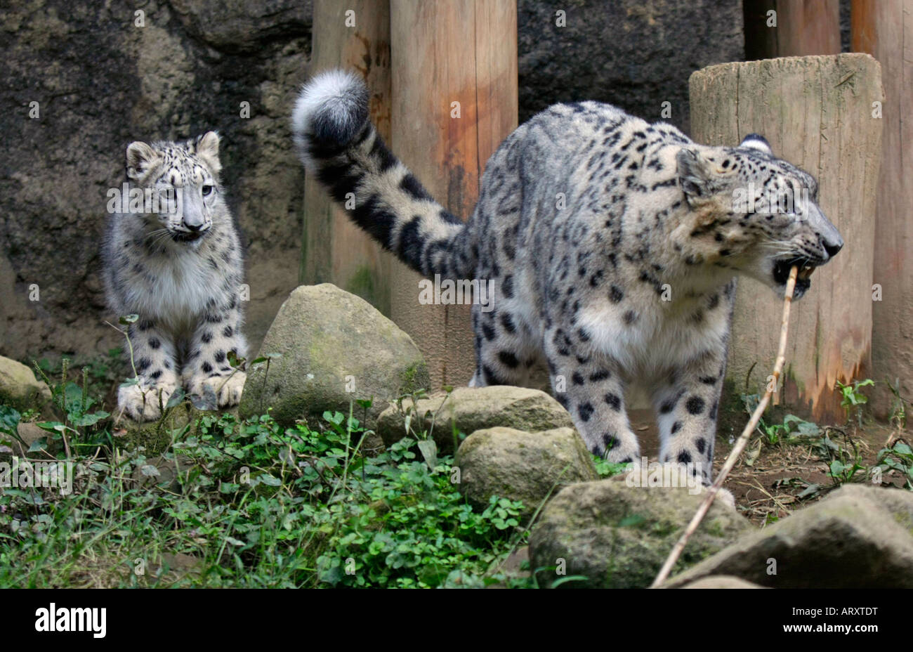 A mother and a child Snow Leopards in the Zoo Stock Photo - Alamy