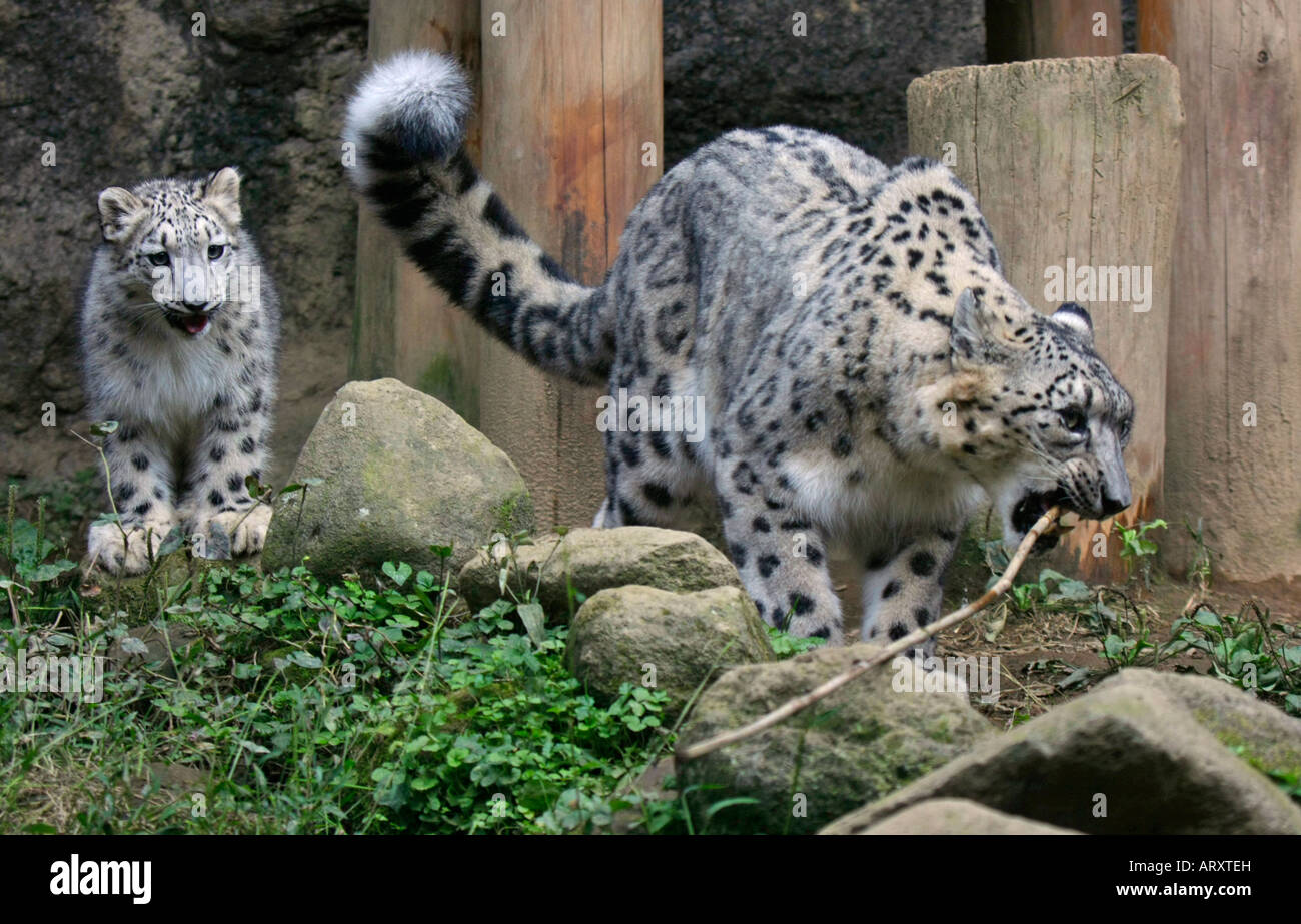 A mother and a child Snow Leopards in the Zoo Stock Photo - Alamy