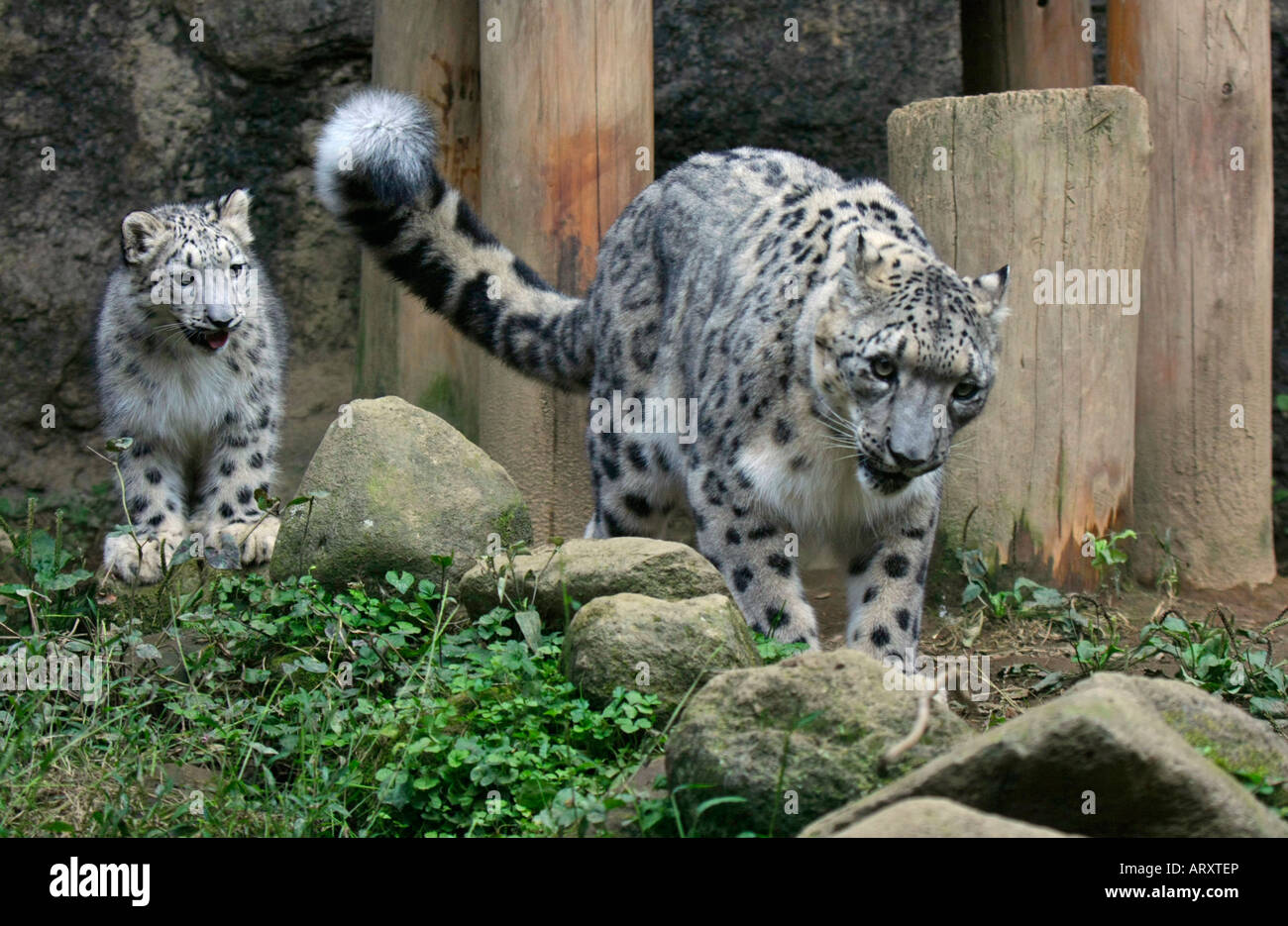 A mother and a child Snow Leopards in the Zoo Stock Photo - Alamy