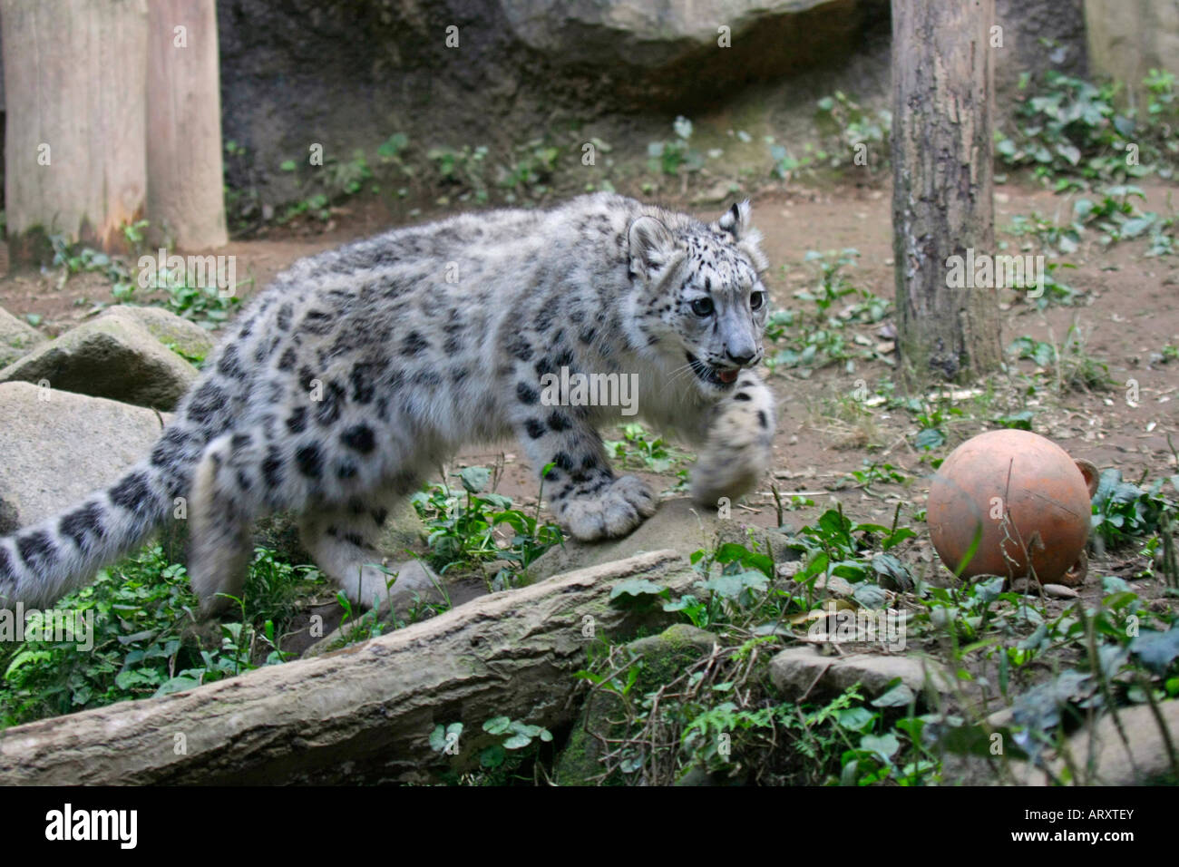 A Snow Leopard in the Zoo Stock Photo - Alamy