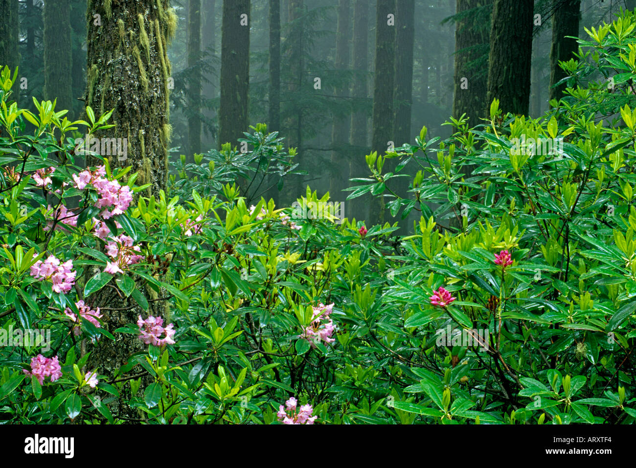 Rhododendron in the Olympic National Forest, Washington State Stock ...