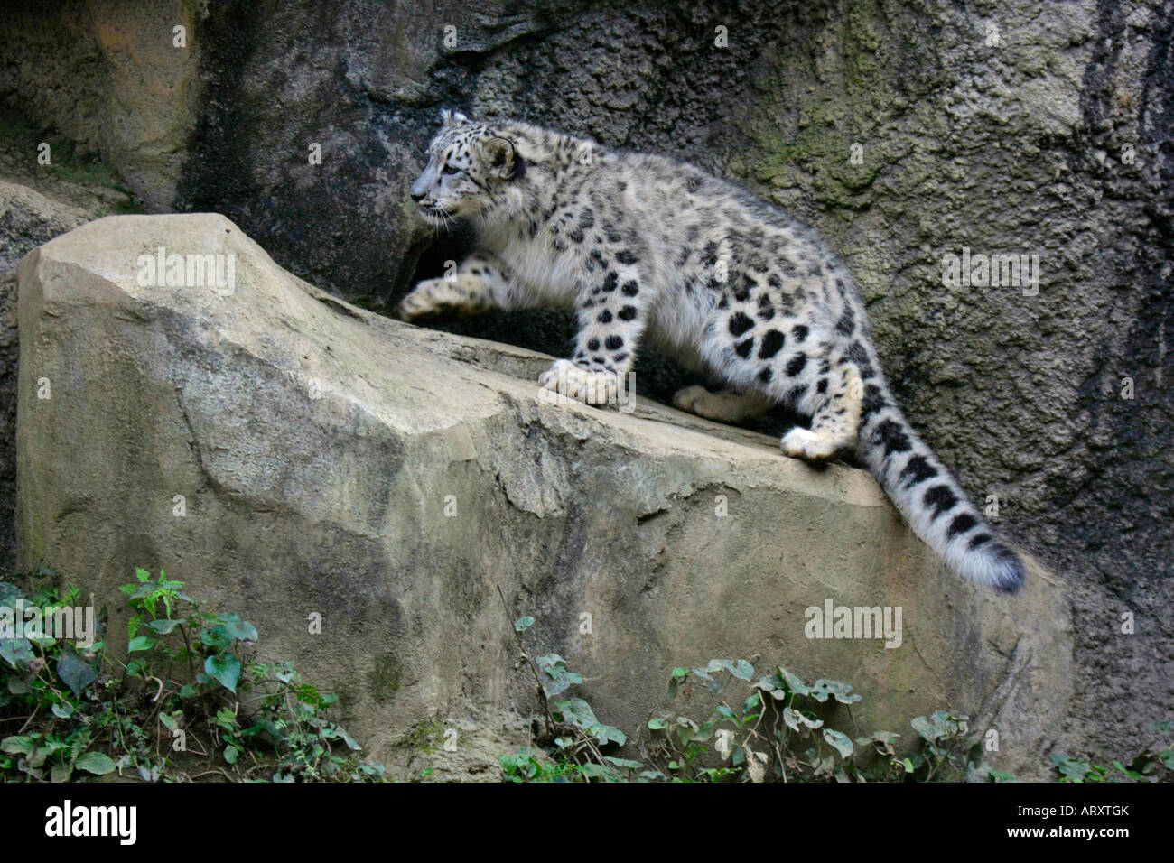 A Snow Leopard in the Zoo Stock Photo - Alamy