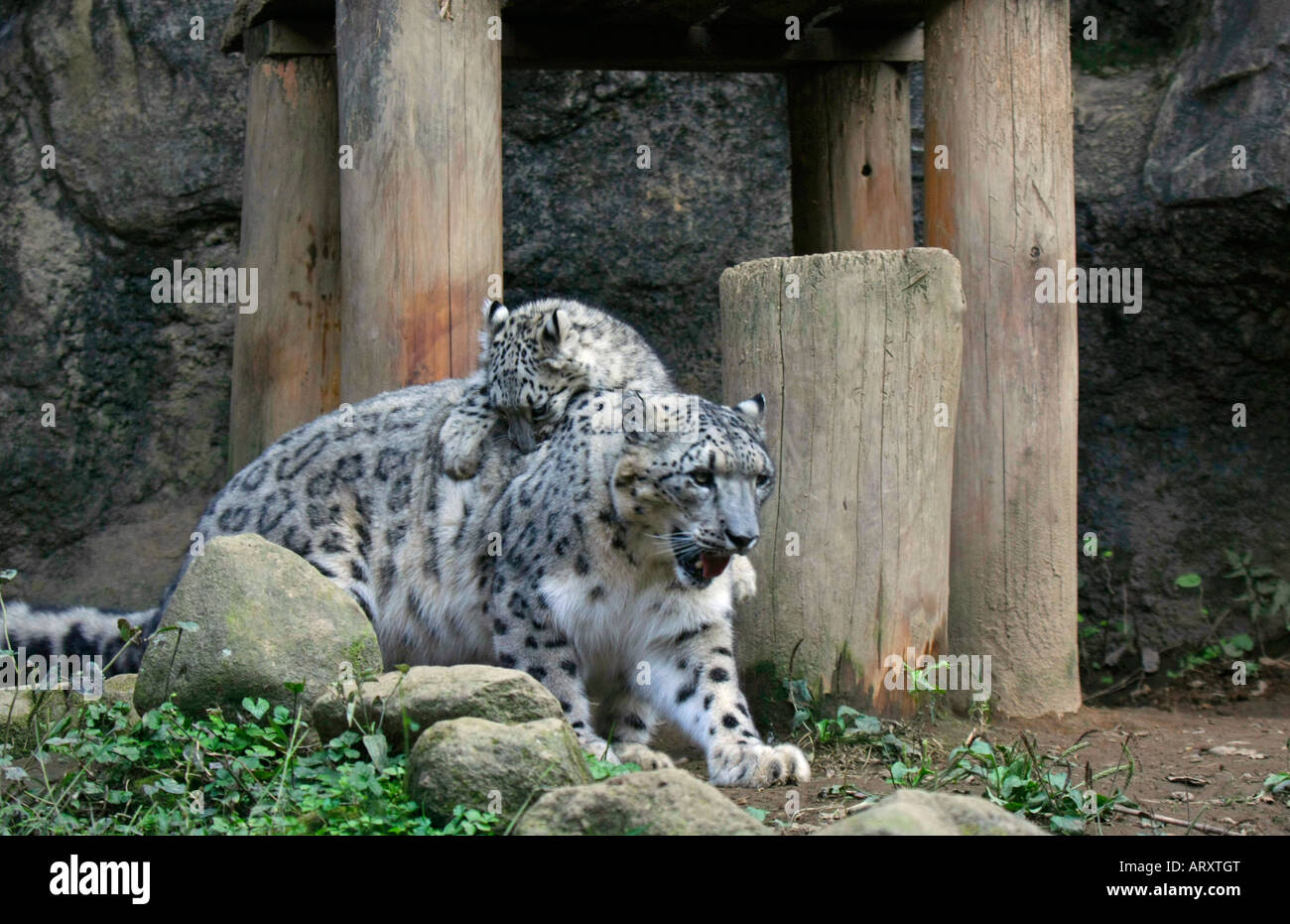 A mother and a child Snow Leopards in the Zoo Stock Photo - Alamy