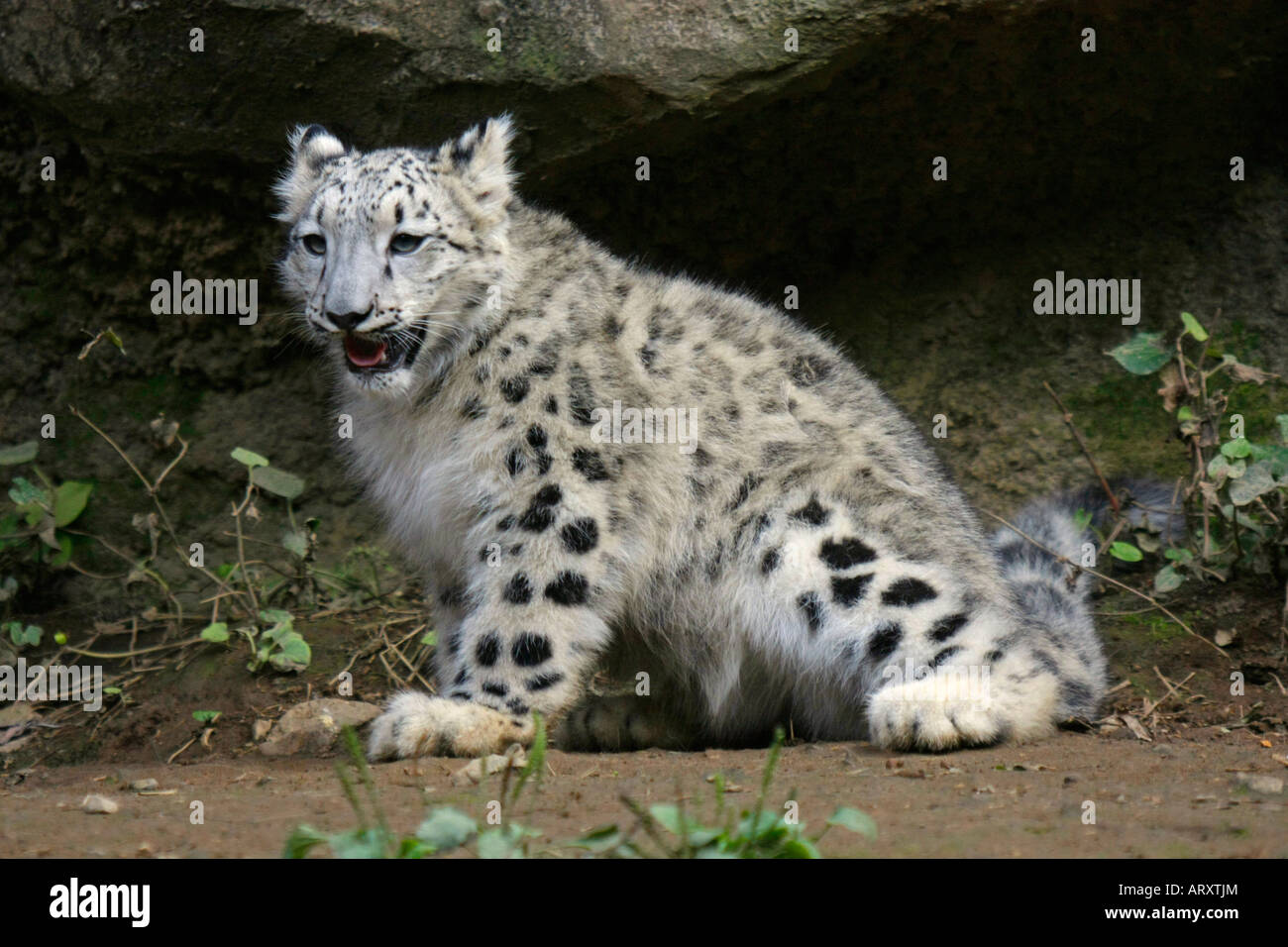 A Snow Leopard in the Zoo Stock Photo - Alamy