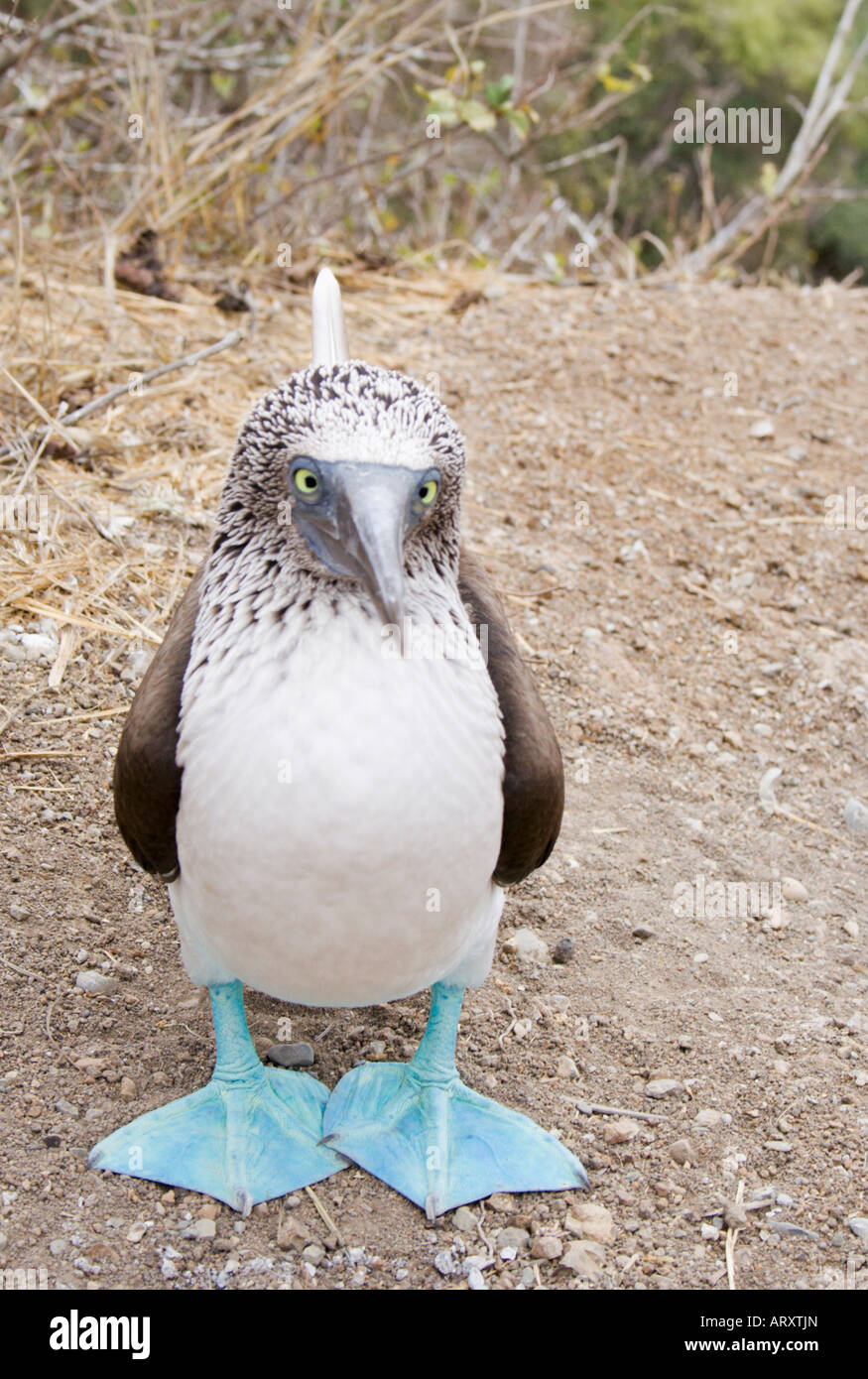 South american bird with blue feet hi-res stock photography and images ...