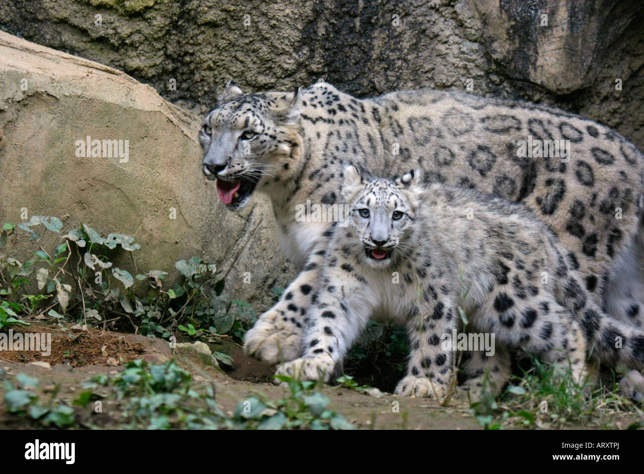 A mother and a child Snow Leopards in the Zoo Stock Photo - Alamy