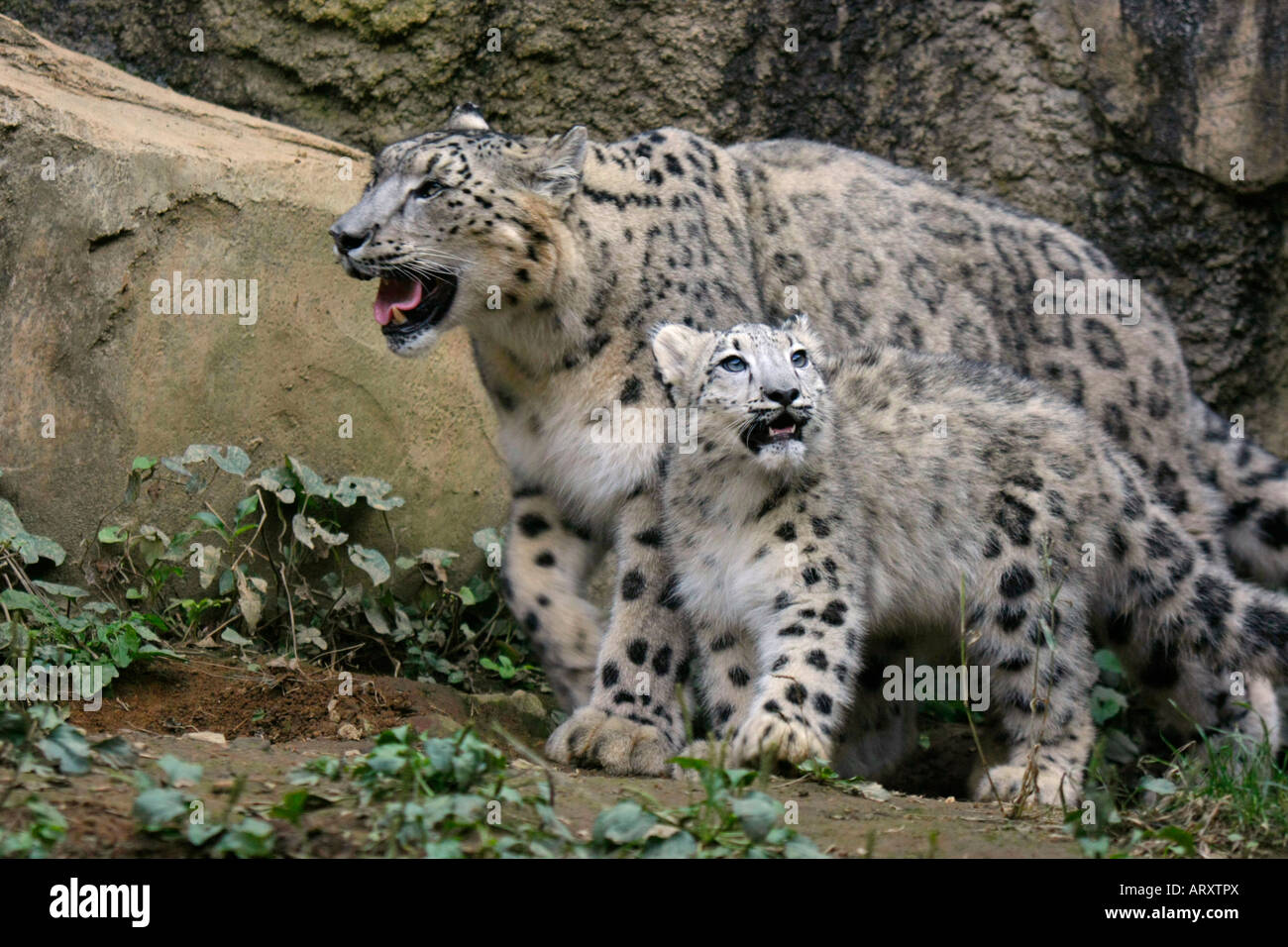A mother and a child Snow Leopards in the Zoo Stock Photo - Alamy