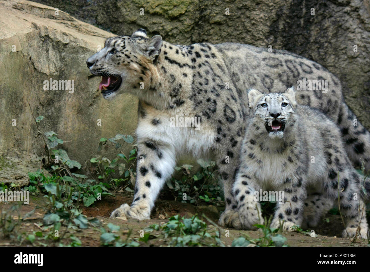 A mother and a child Snow Leopards in the Zoo Stock Photo - Alamy