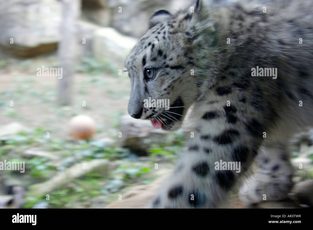A Snow Leopard in the Zoo Stock Photo - Alamy