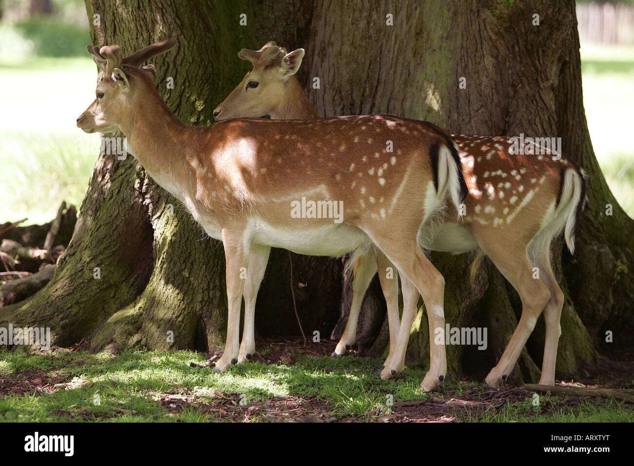 Deer herd animal mammal herbivores Stock Photo - Alamy
