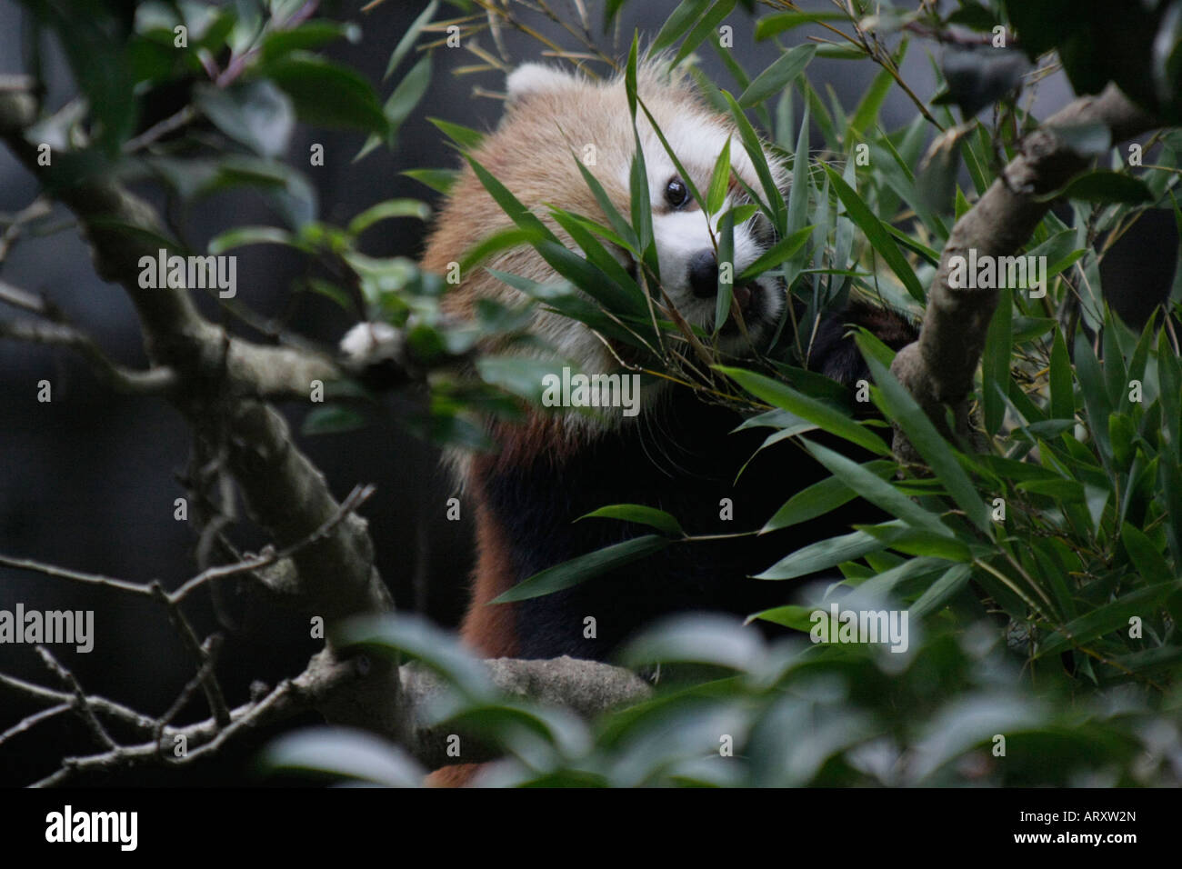 A Lesser Panda at Tama Zoo Tokyo Japan Stock Photo - Alamy