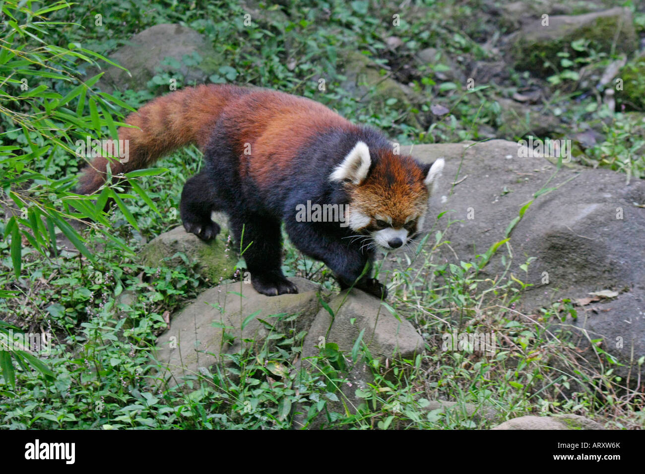 A Lesser Panda at Tama Zoo Tokyo Japan Stock Photo - Alamy