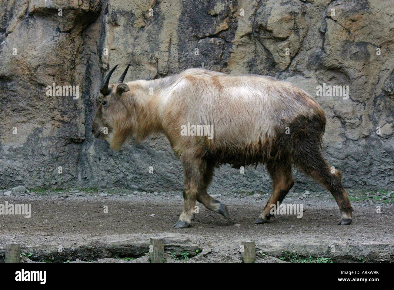 Golden takin hi-res stock photography and images - Alamy