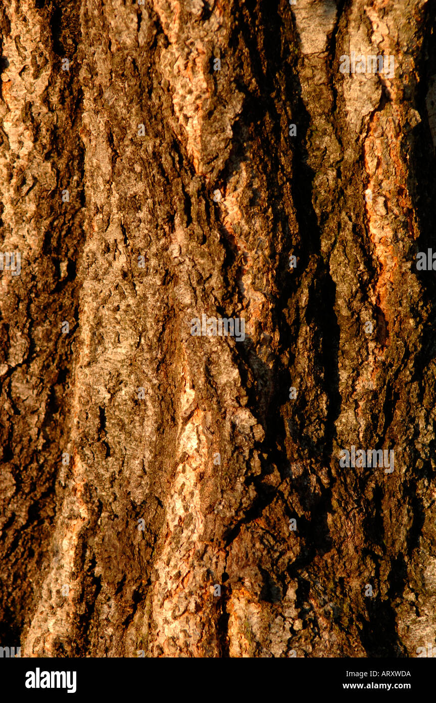 Distinct bark textures hi-res stock photography and images - Alamy