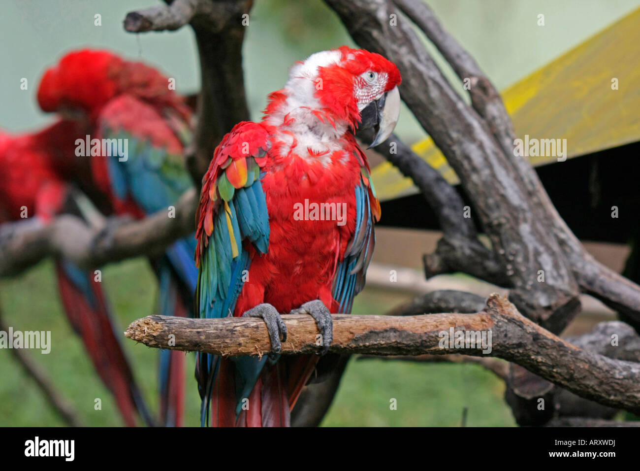 Macaw in the Zoo Stock Photo - Alamy