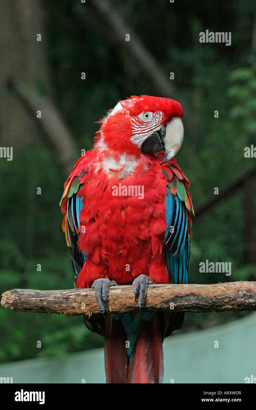 Macaw in the Zoo Stock Photo - Alamy