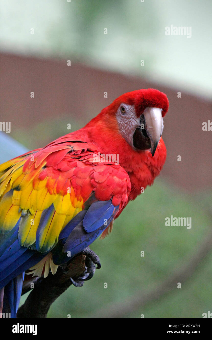 Macaw in the Zoo Stock Photo - Alamy