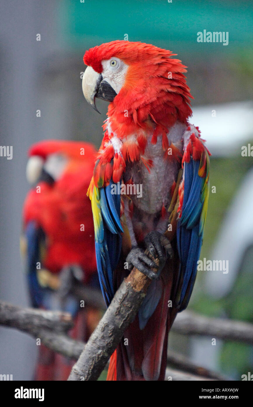 Macaw in the Zoo Stock Photo - Alamy