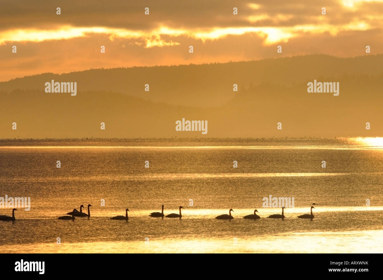 Trumpeter swans Courtenay estuary Courtenay Vancouver Island British ...