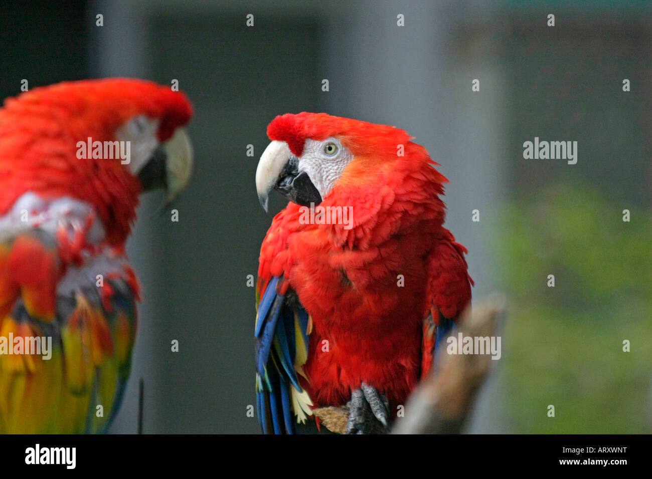 Macaw in the Zoo Stock Photo - Alamy