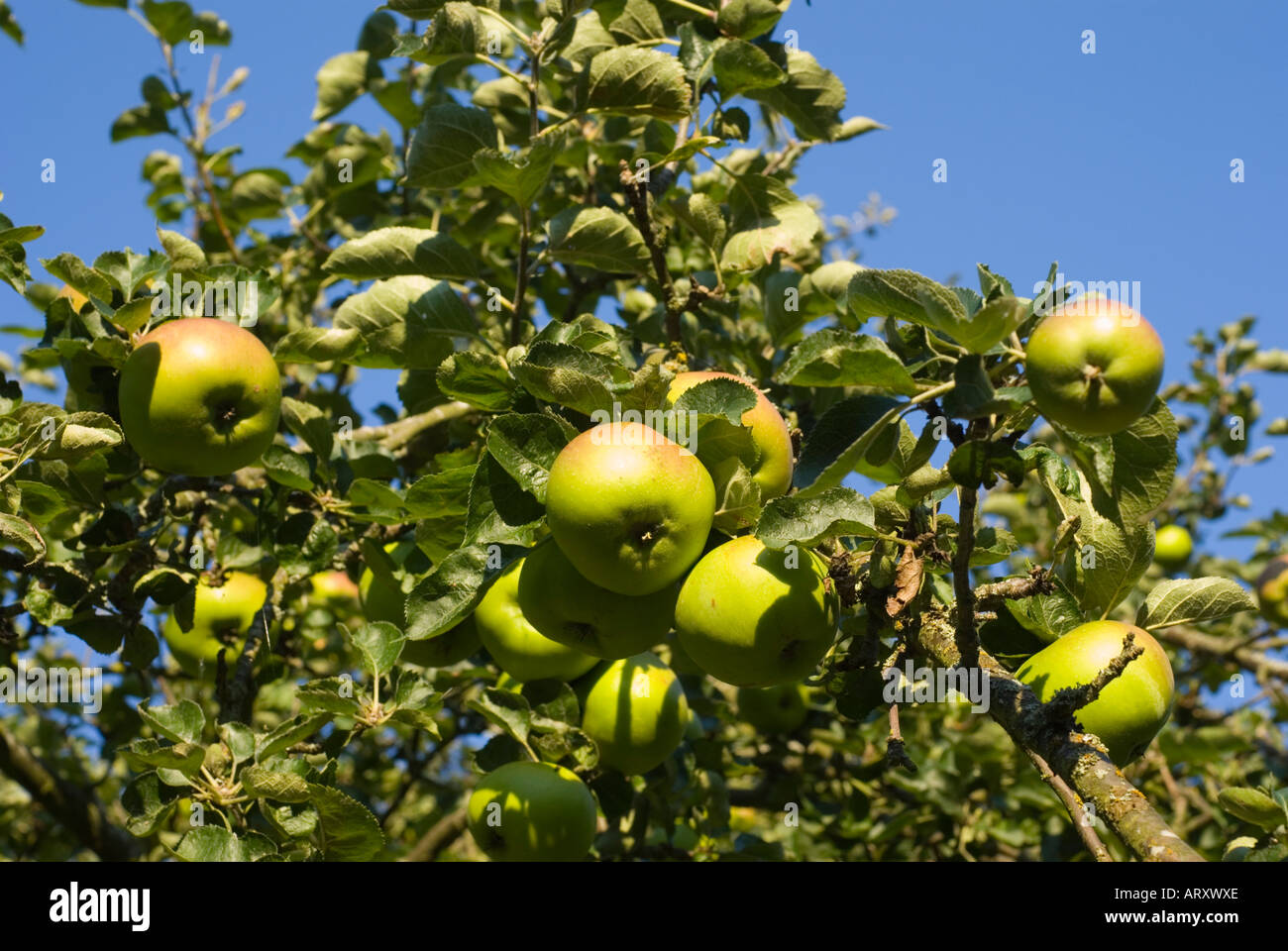 Large Bramley cooking apples on a tree in Scotland Stock Photo - Alamy