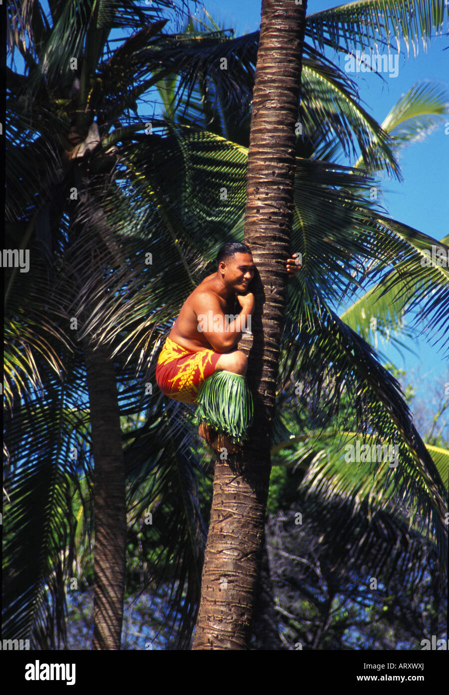 Young man climbing on palm tree at Samoan village at the Polynesian ...