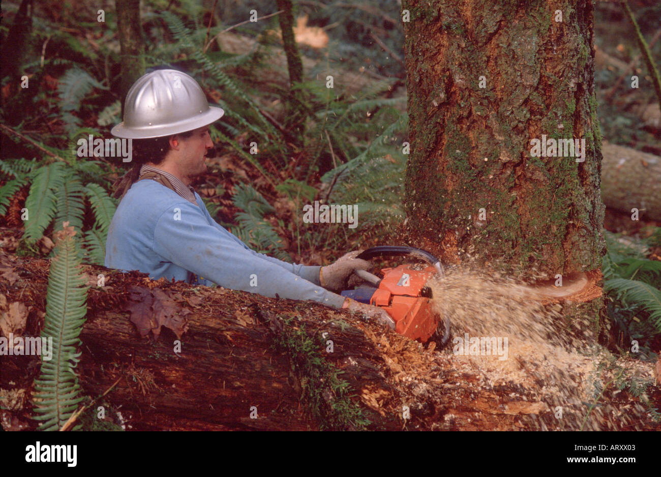 logger felling tree with chainsaw wood chips flying Oregon USA MR 122 ...