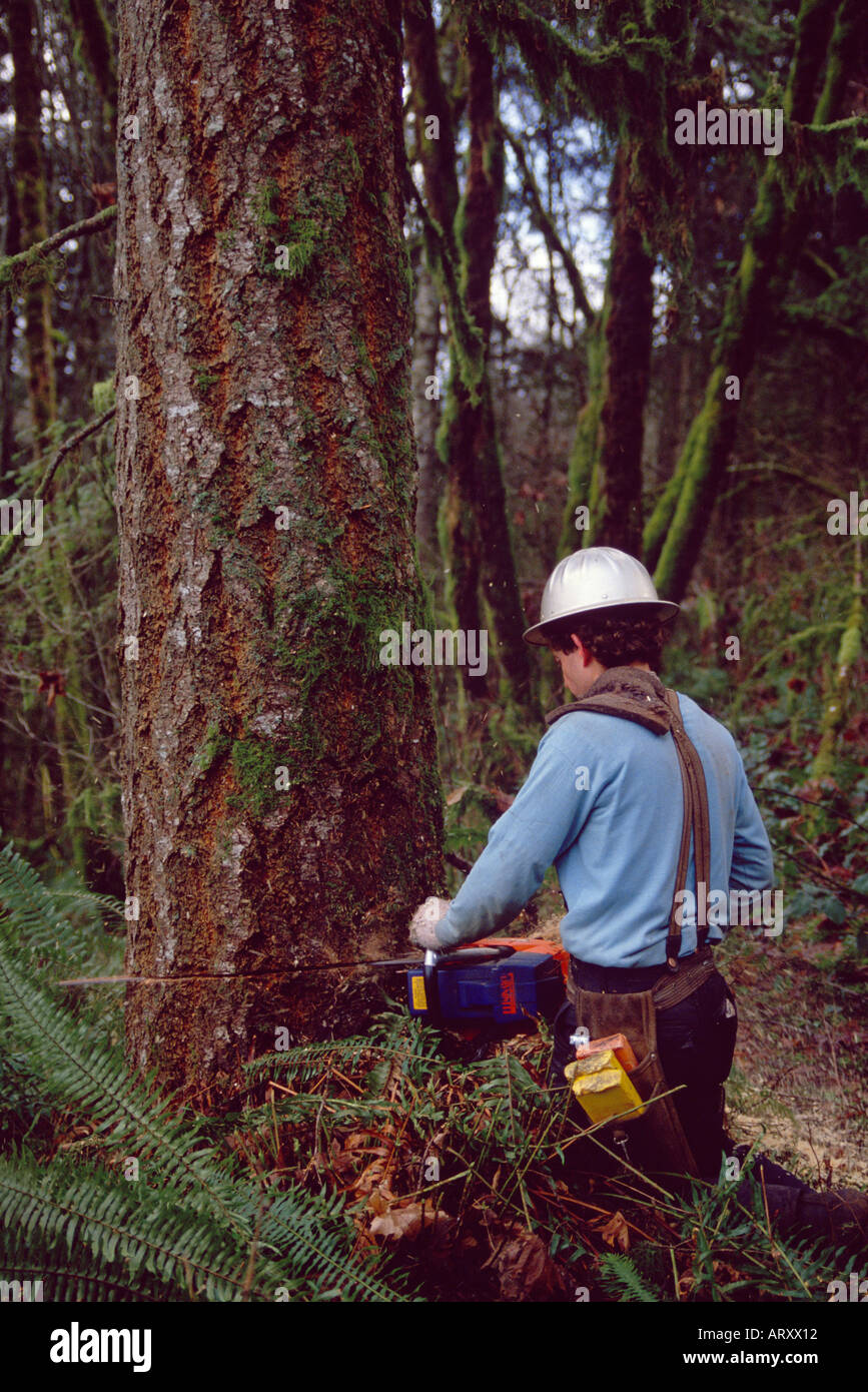 logger felling tree with chainsaw wood chips flying Oregon USA MR 122 ...