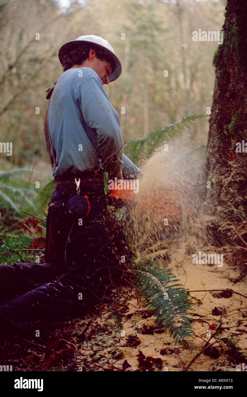 logger felling tree with chainsaw wood chips flying Oregon USA MR 122 ...