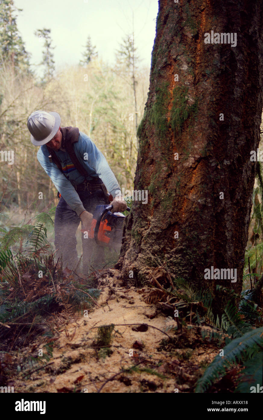 logger felling tree with chainsaw wood chips flying Oregon USA MR 122 ...