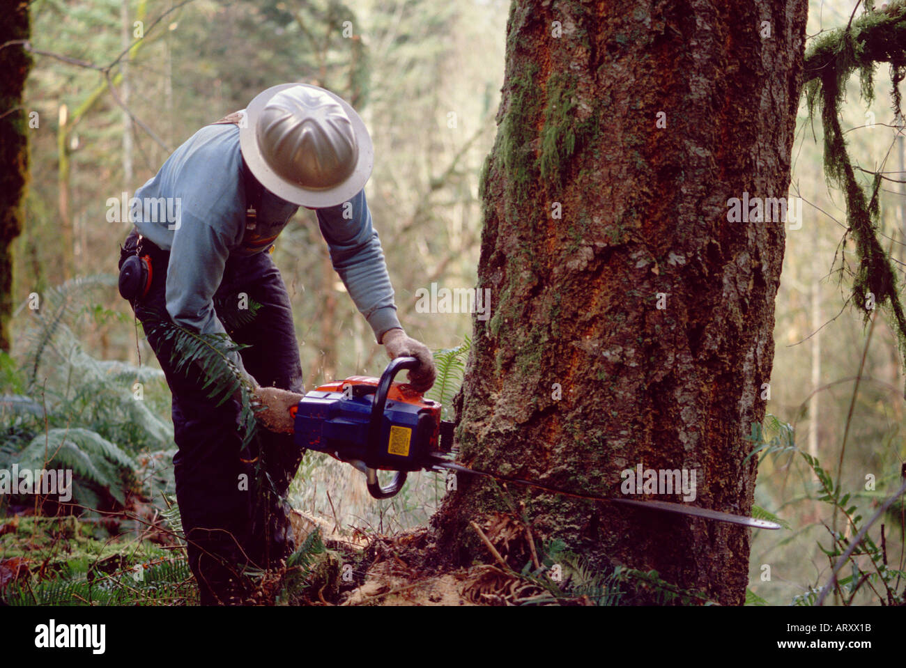 logger felling tree with chainsaw wood chips flying Oregon USA MR 122 ...