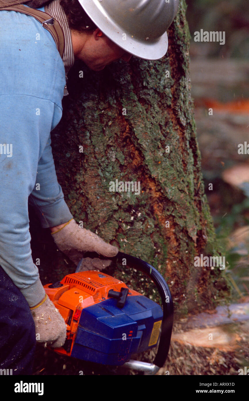 logger felling tree with chainsaw wood chips flying Oregon USA MR 122 ...