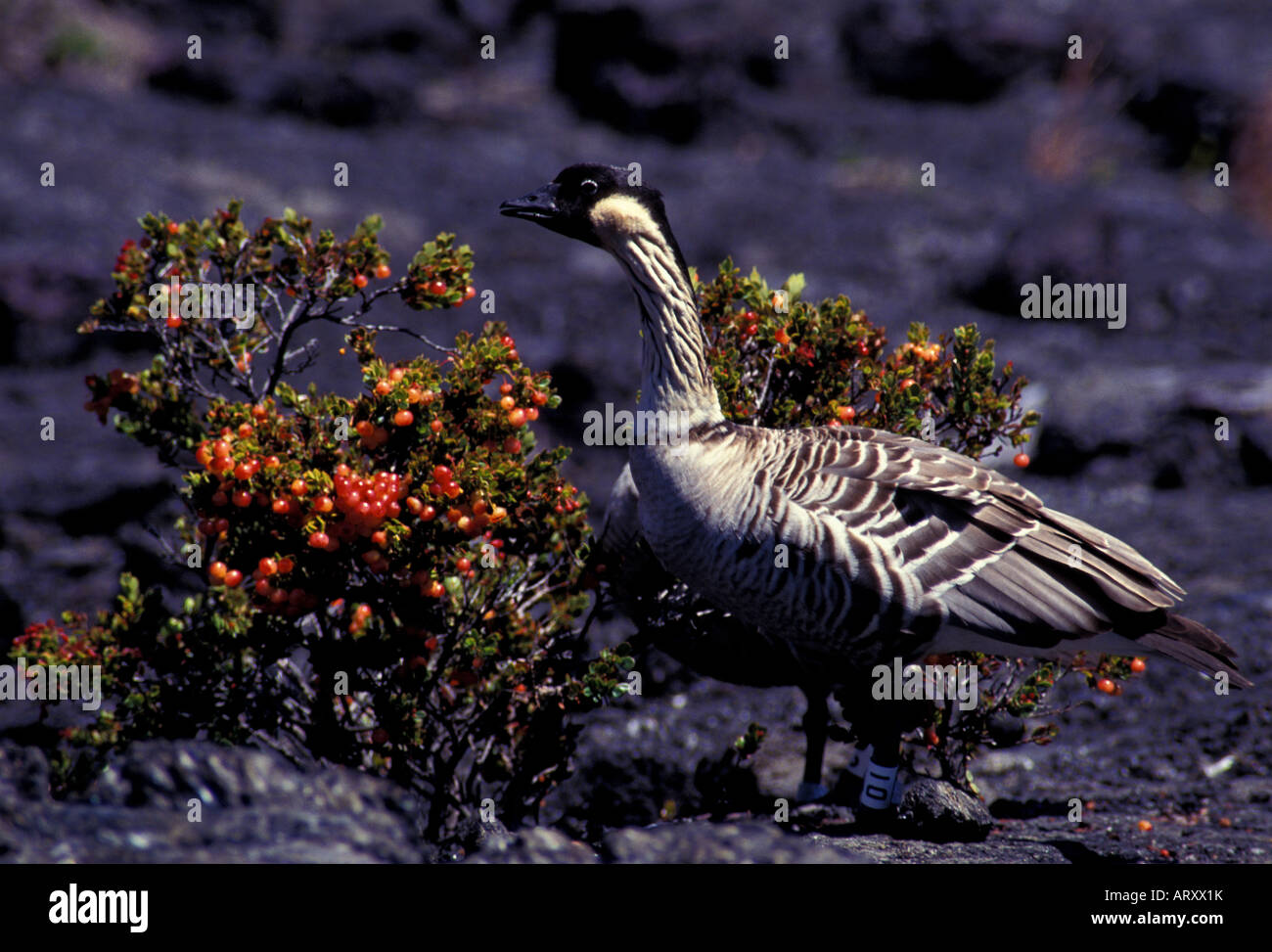 Hawaiian goose Nene (state bird) eating O'helo berries on the volcano ...