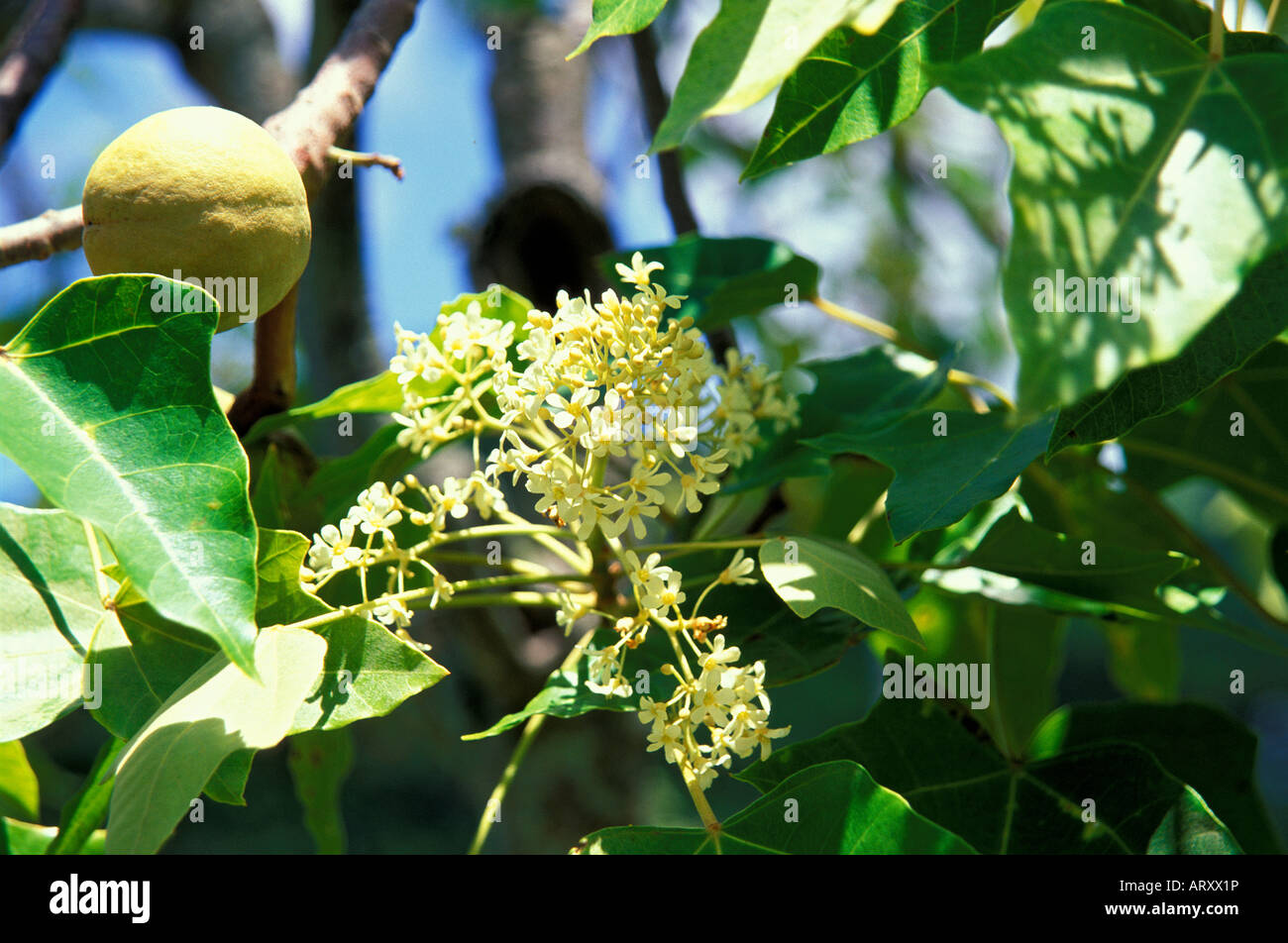 Kukui nut tree hi-res stock photography and images - Alamy